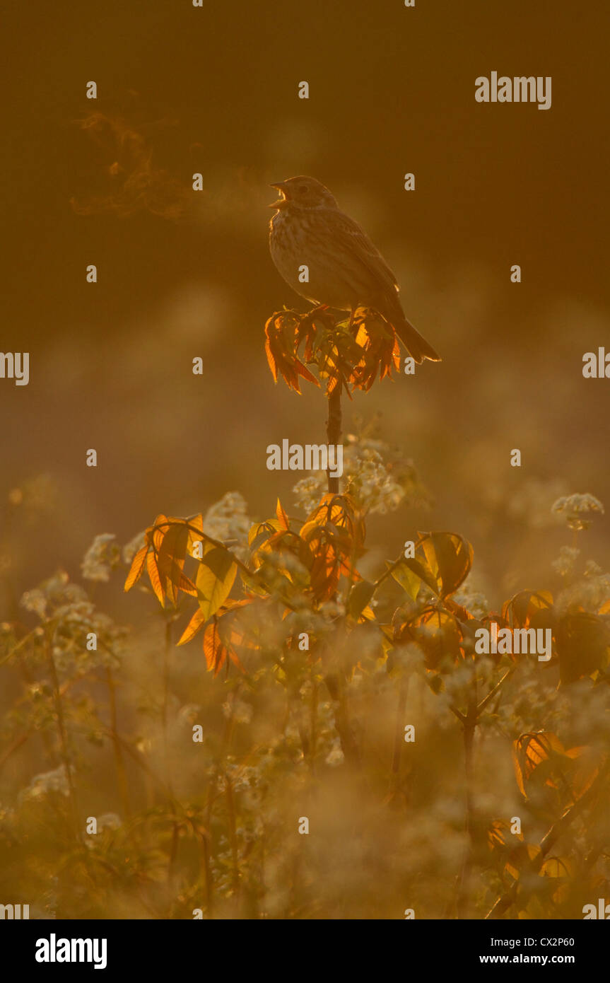 Corn Bunting (Miliaria calandra) singing from tree sapling at dawn ...