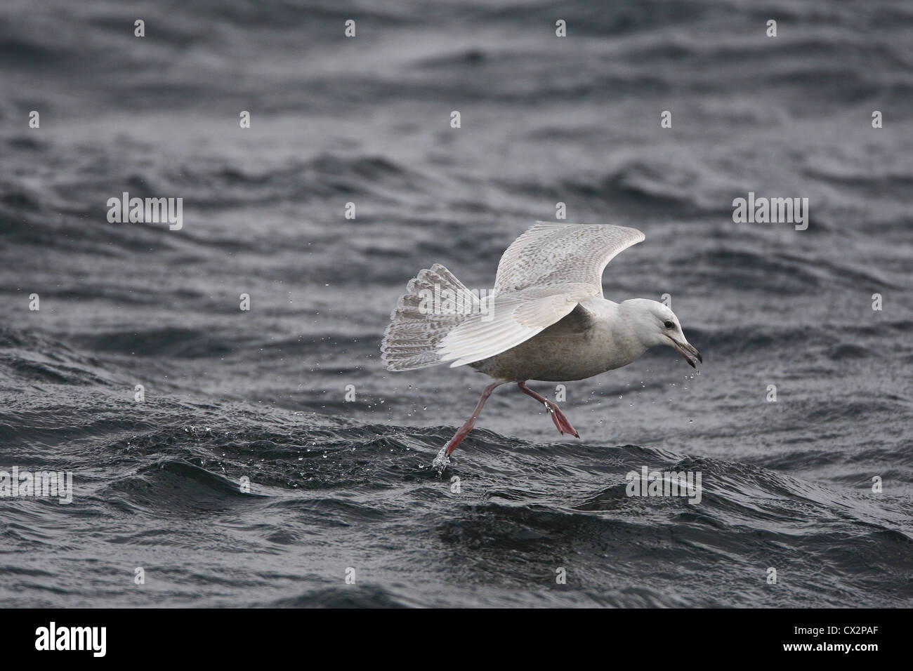 First winter Iceland Gull Larus glaucoides, Shetland, Scotland, UK ...