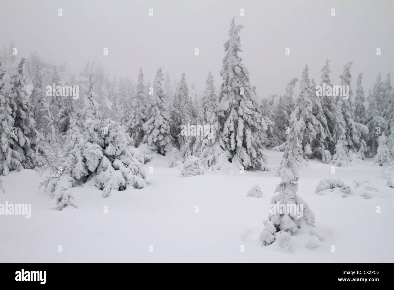 Frozen taiga forest hi-res stock photography and images - Alamy