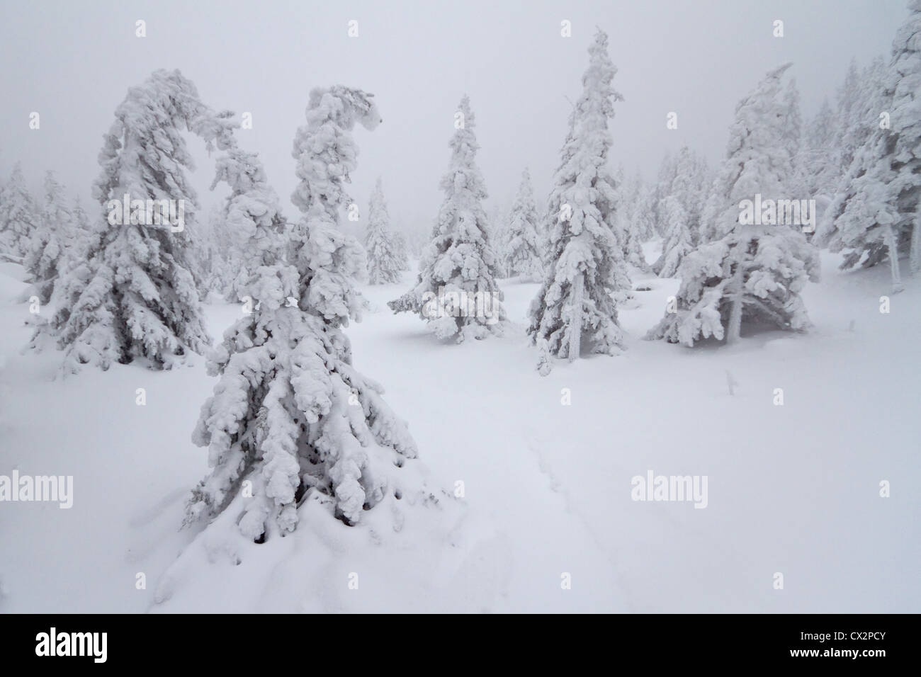 Landscape. Snowbound trees and rocks in taiga. Winter forest. National ...