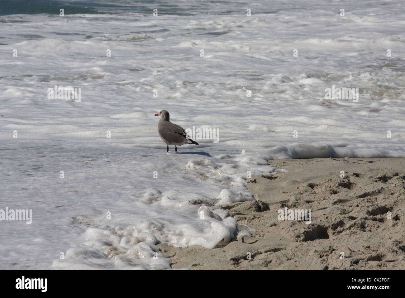 A young Seagull on the beach getting his feet wet as the foamy waves ...