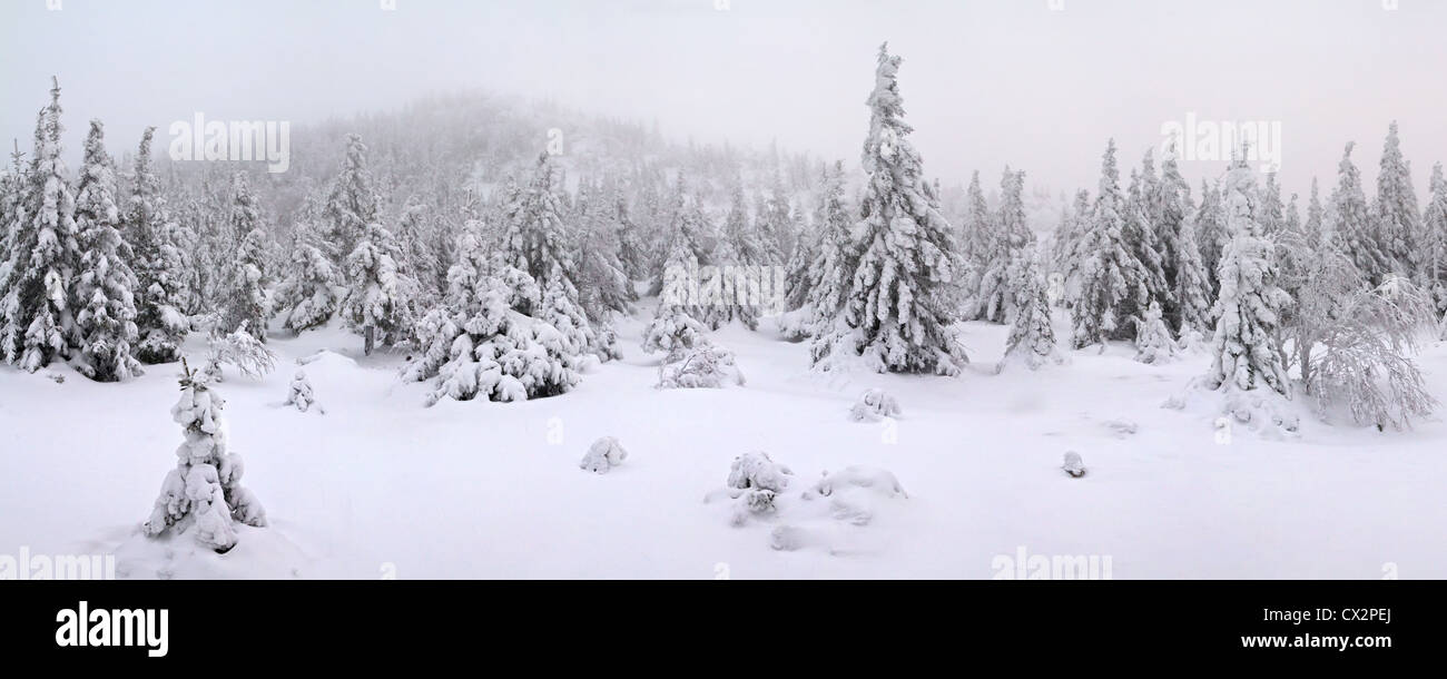 Landscape. Snowbound trees and rocks in taiga. Winter forest. National ...