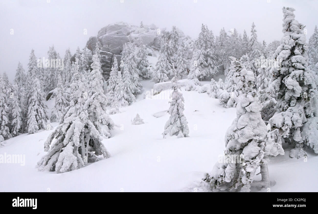 Landscape. Snowbound trees and rocks in taiga. Winter forest. National ...