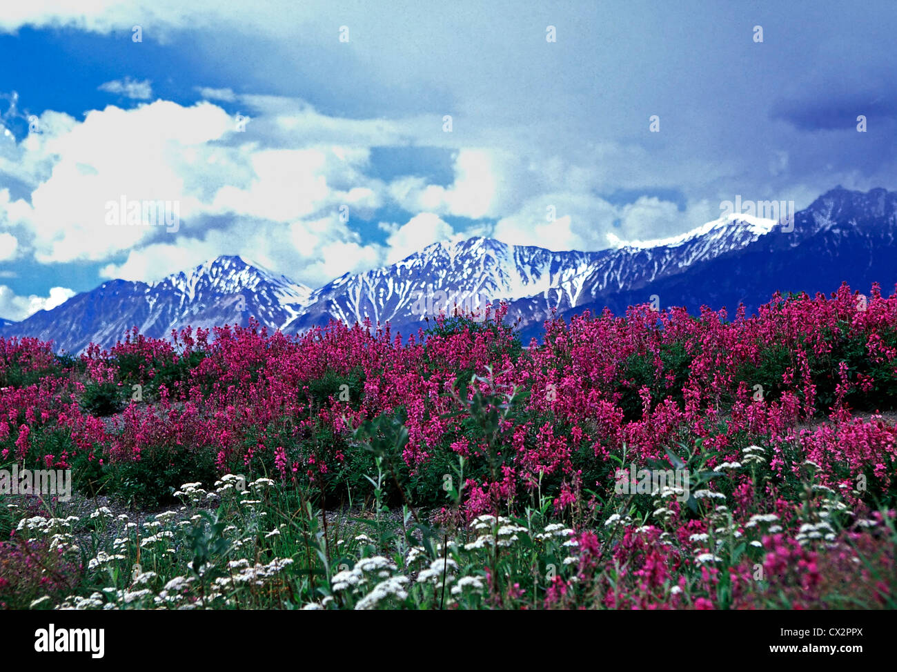Fireweed in full bloom in Kenai Peninsula, Alaska Stock Photo - Alamy