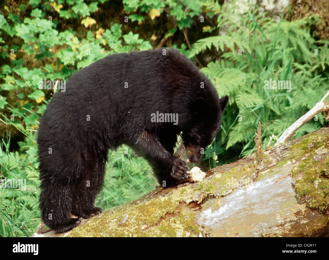 A black bear in the Anan Observatory,Wrangell, Alaska Stock Photo - Alamy