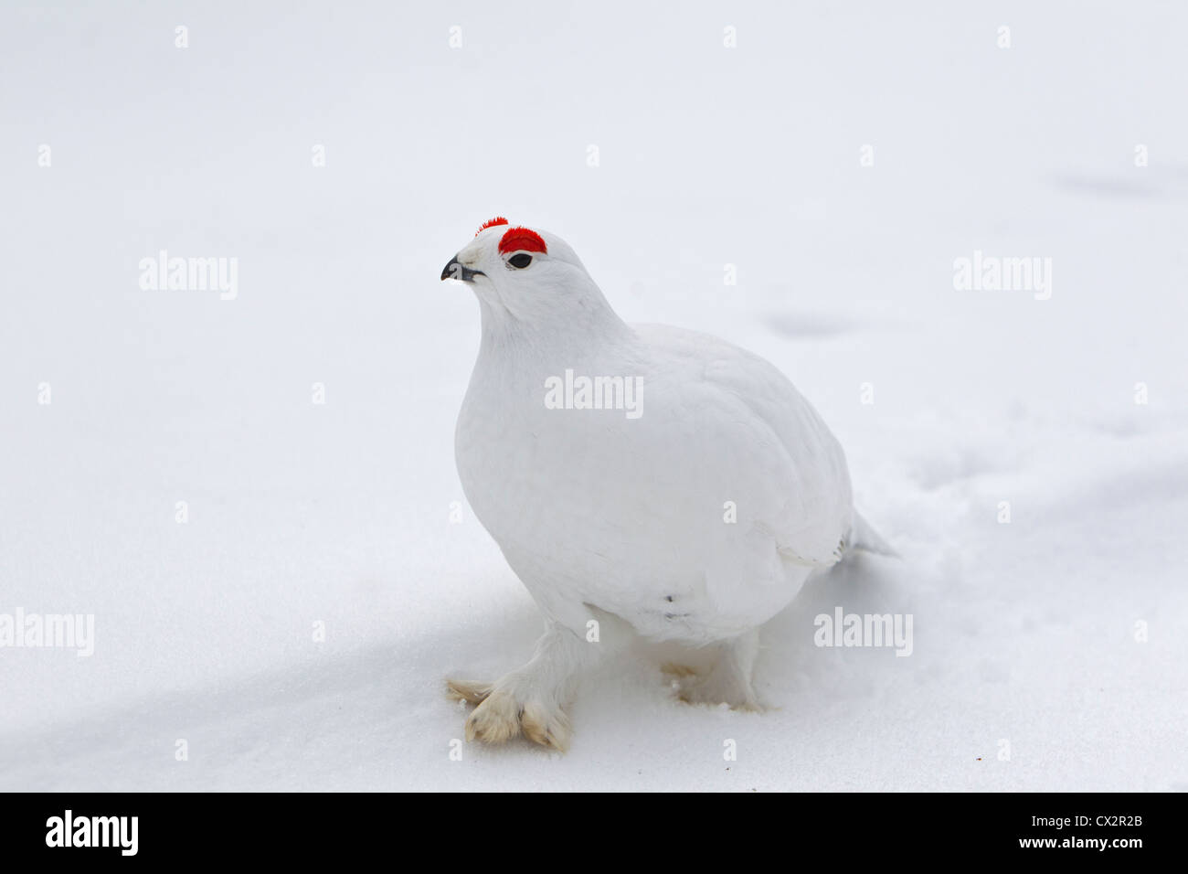 Rogue bird hi-res stock photography and images - Alamy