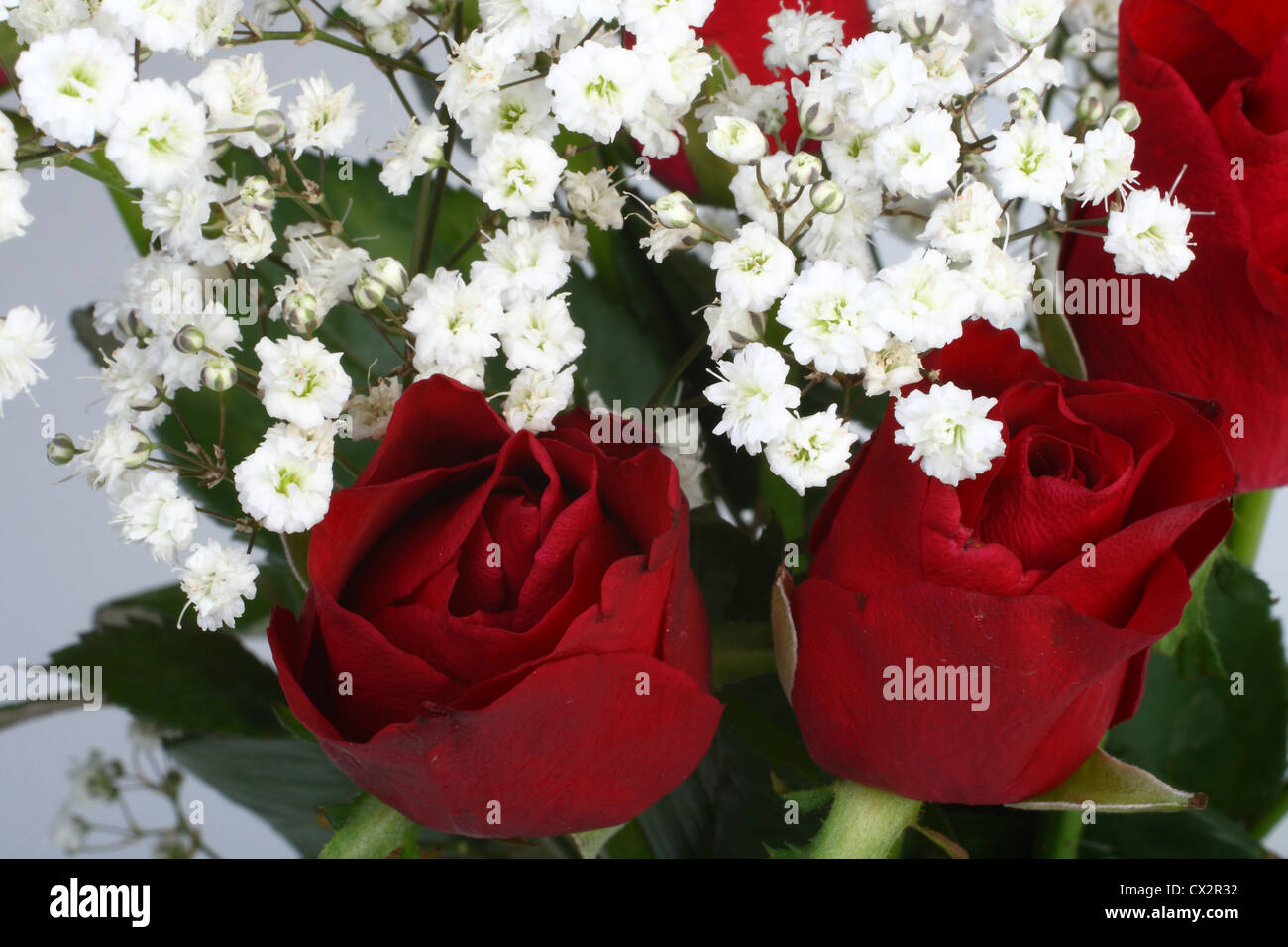 Red Roses and Gypsophila Stock Photo - Alamy