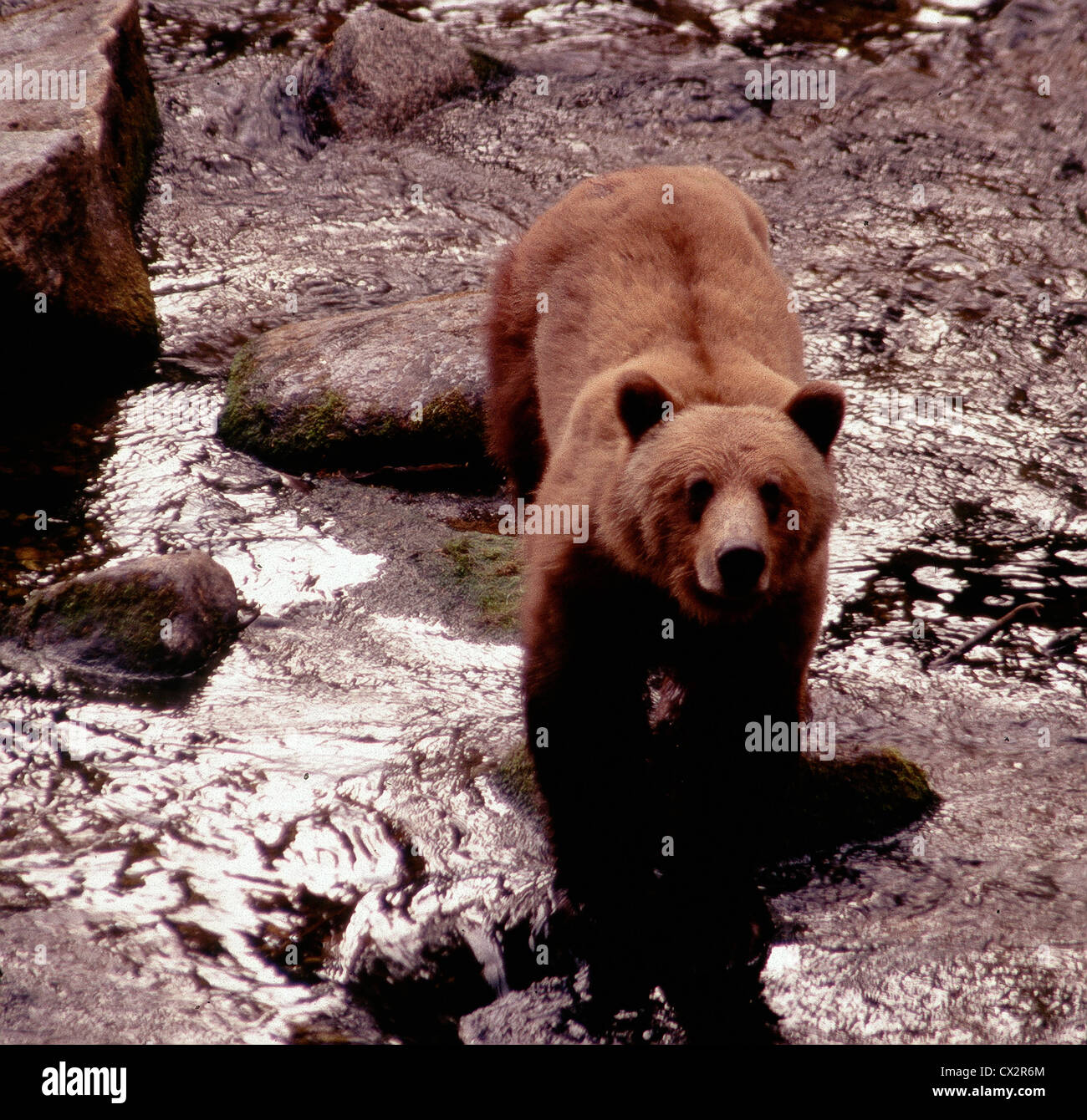 Anan bear observatory hi-res stock photography and images - Alamy