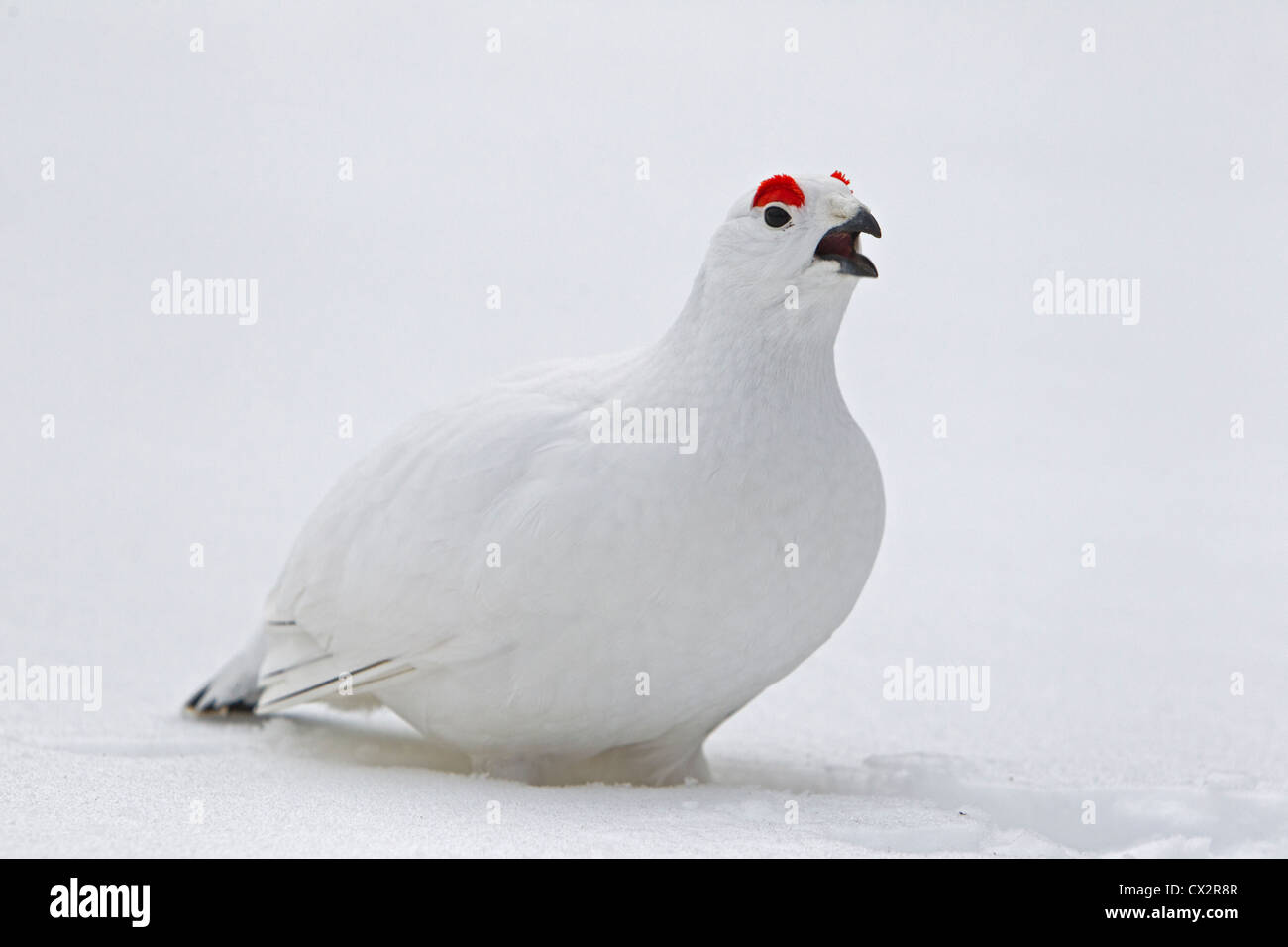 White grouse hi-res stock photography and images - Alamy