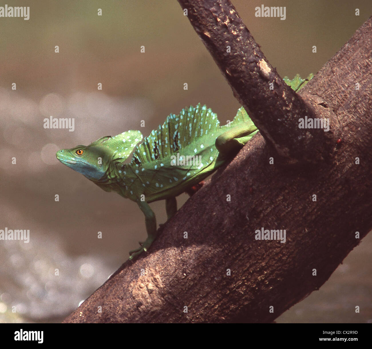A Jesus Christ lizard resting on a tree,Costa Rica Stock Photo - Alamy