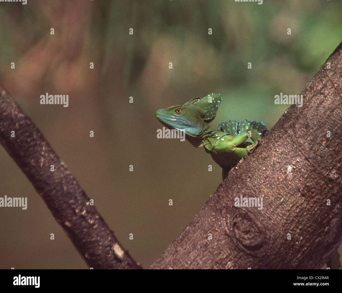 A Jesus Christ lizard resting on a tree, Costa Rica Stock Photo - Alamy