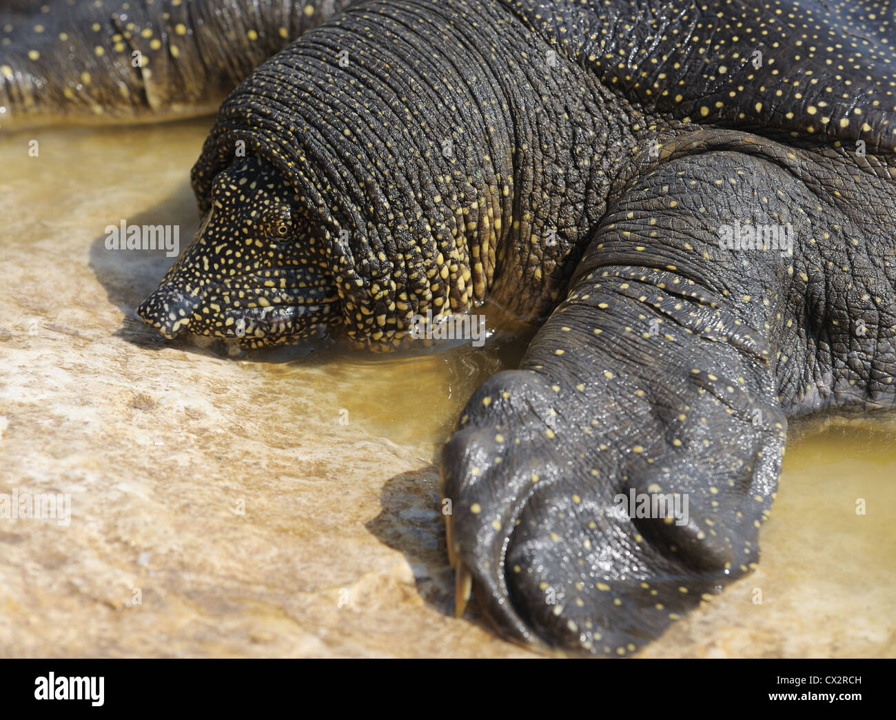 Nile Soft-shelled Turtle (Trionyx triunguis) in the river Alexander ...