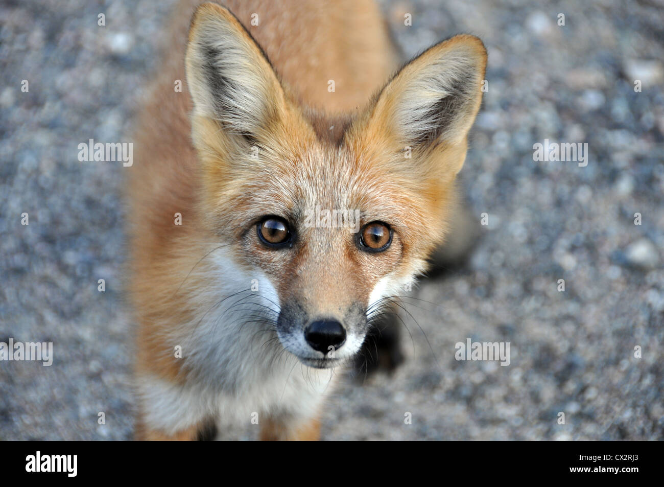 Wild red fox close up of face Stock Photo - Alamy