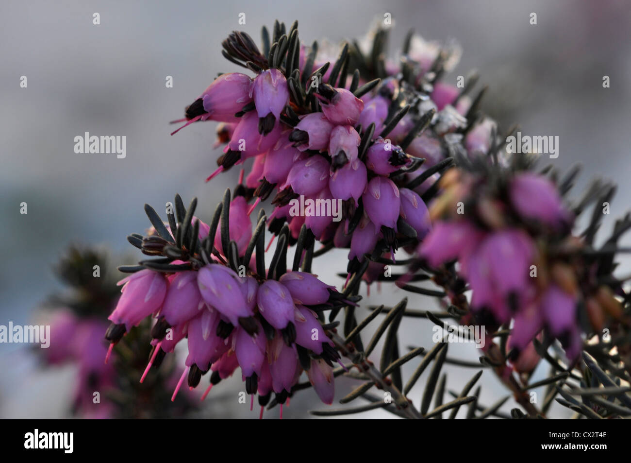 Flower taken in Cornwall Stock Photo - Alamy