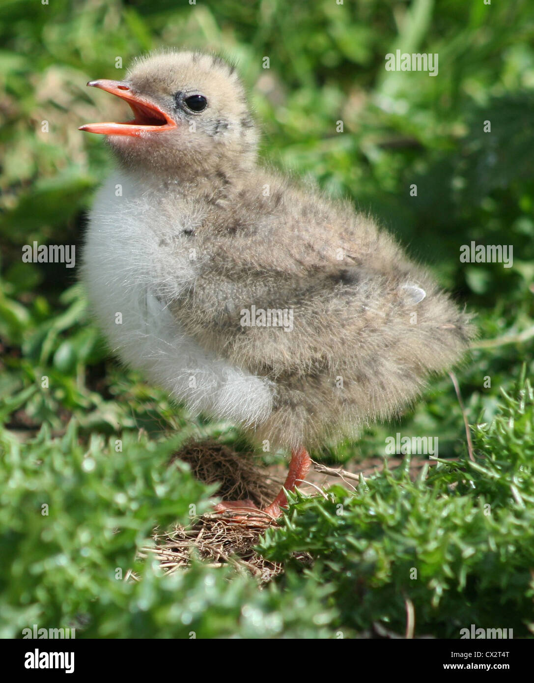 Turn islands hi-res stock photography and images - Alamy