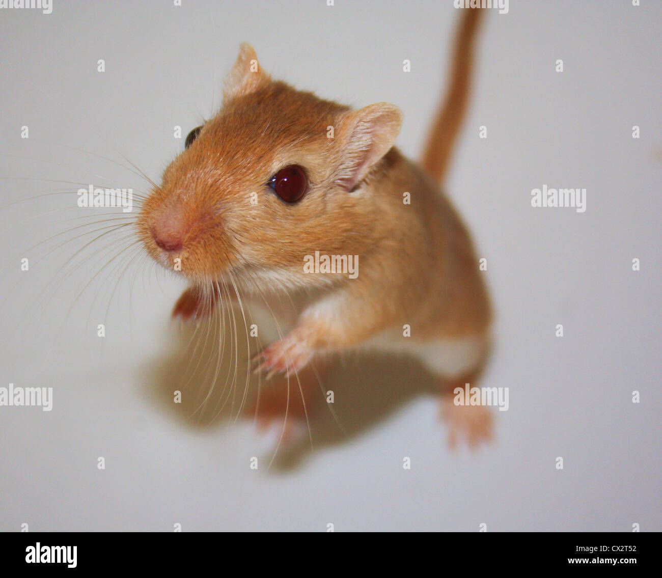 Gerbil cute hi-res stock photography and images - Alamy