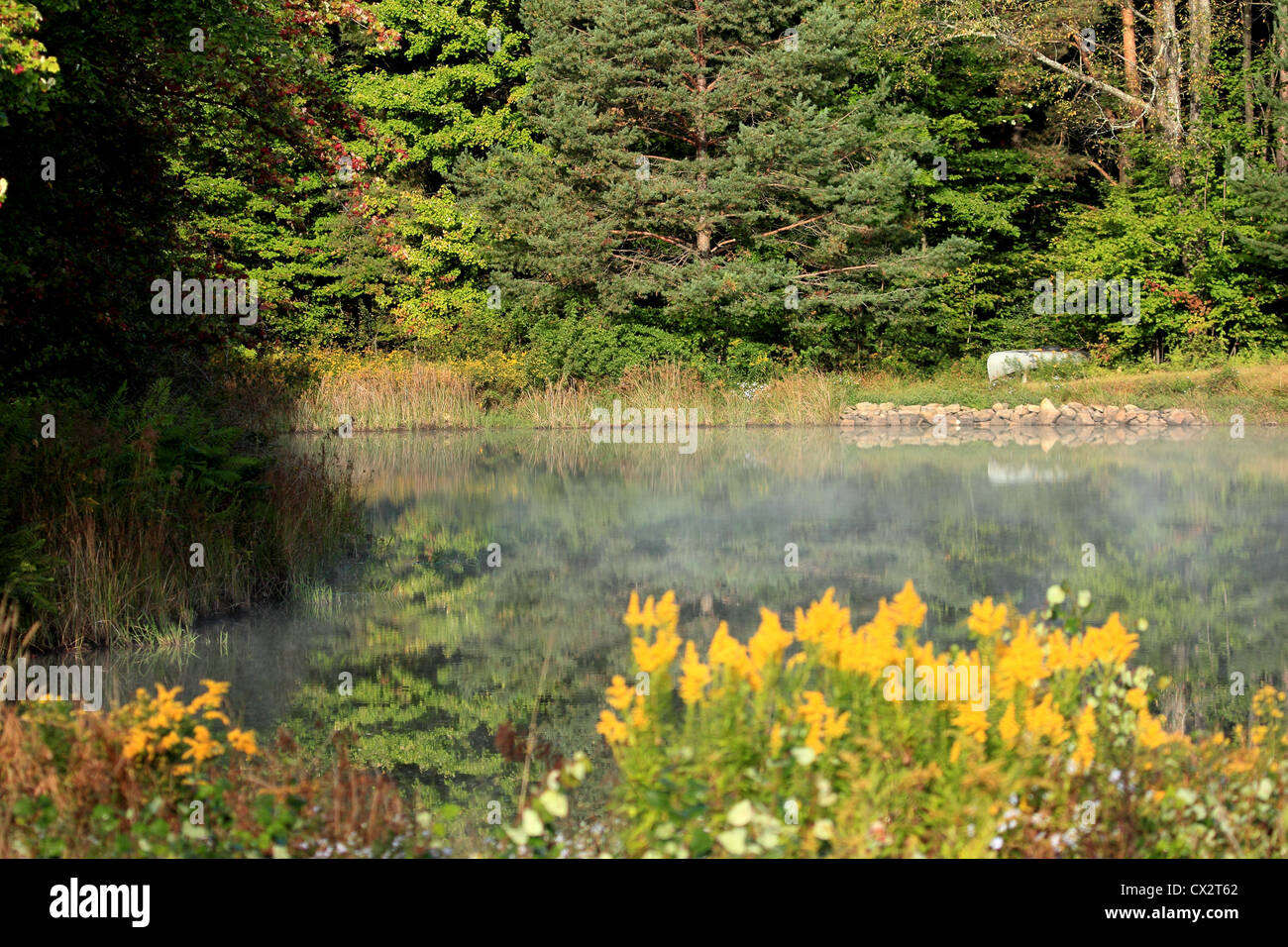 A serene pond in the wilderness Stock Photo - Alamy