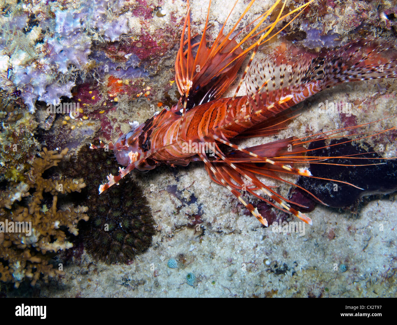 Spot fin Lion fish (Pterois antennata Stock Photo - Alamy