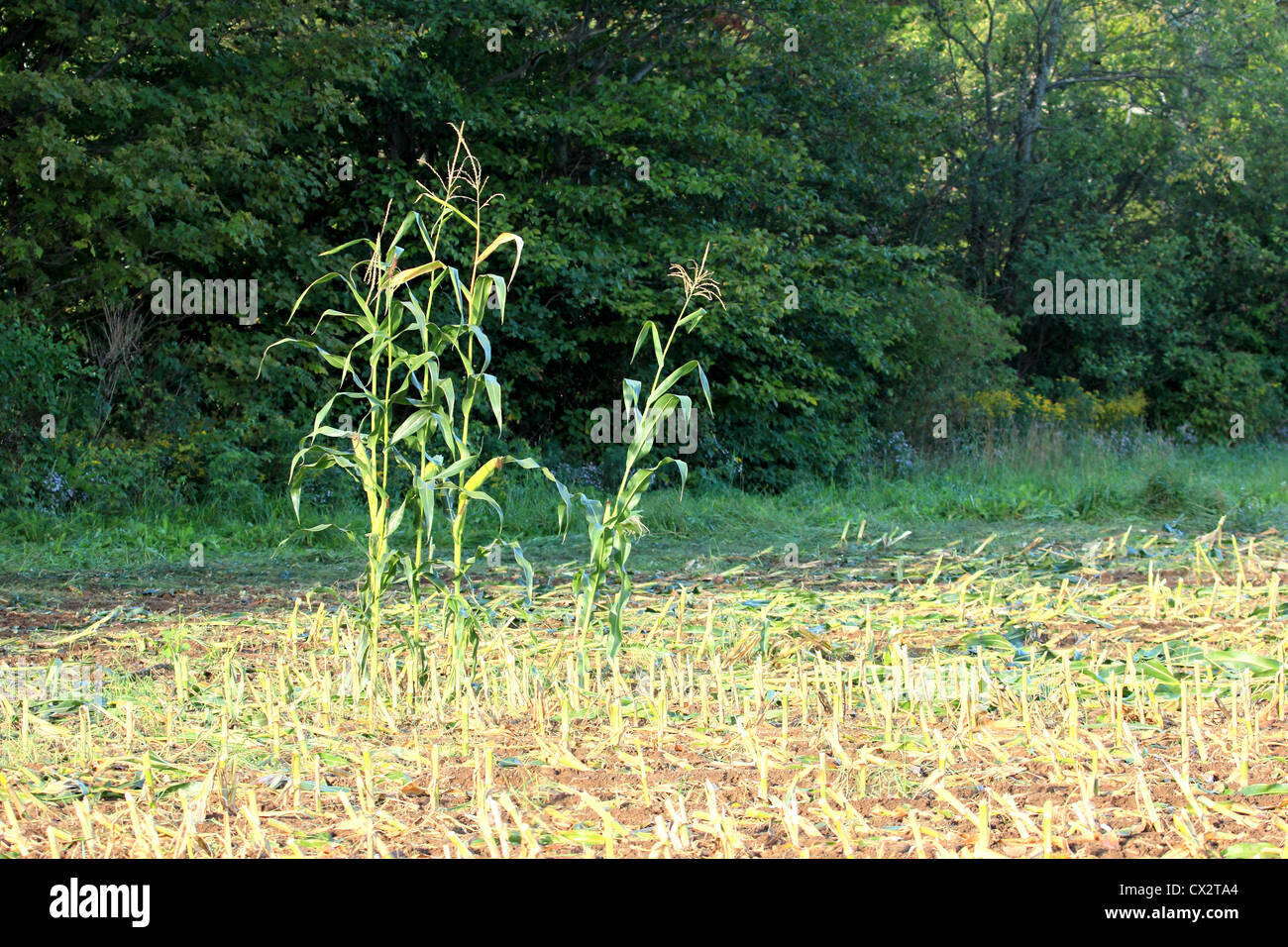 Livestock fodder hi-res stock photography and images - Alamy