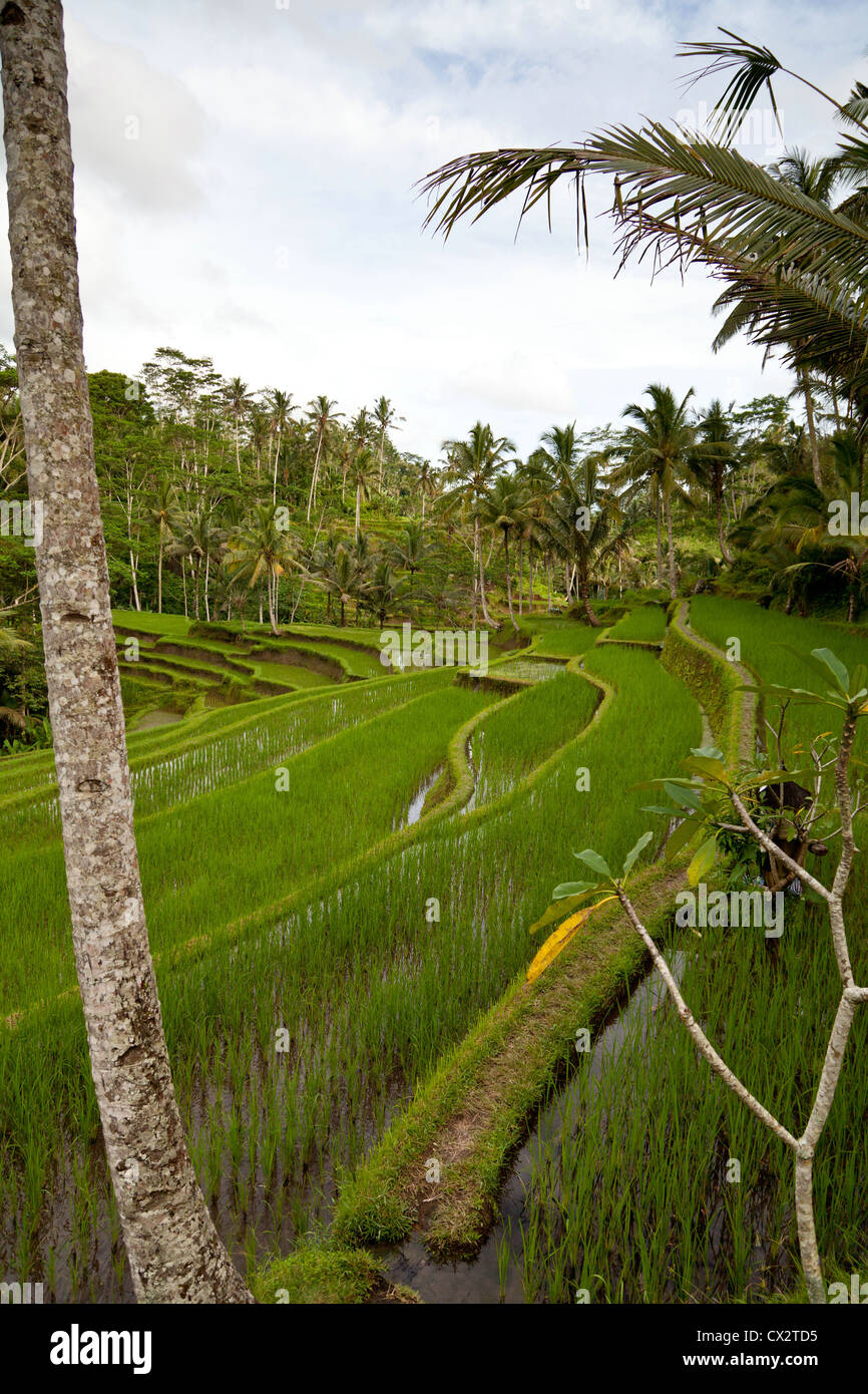 Bali rice terrace hi-res stock photography and images - Alamy