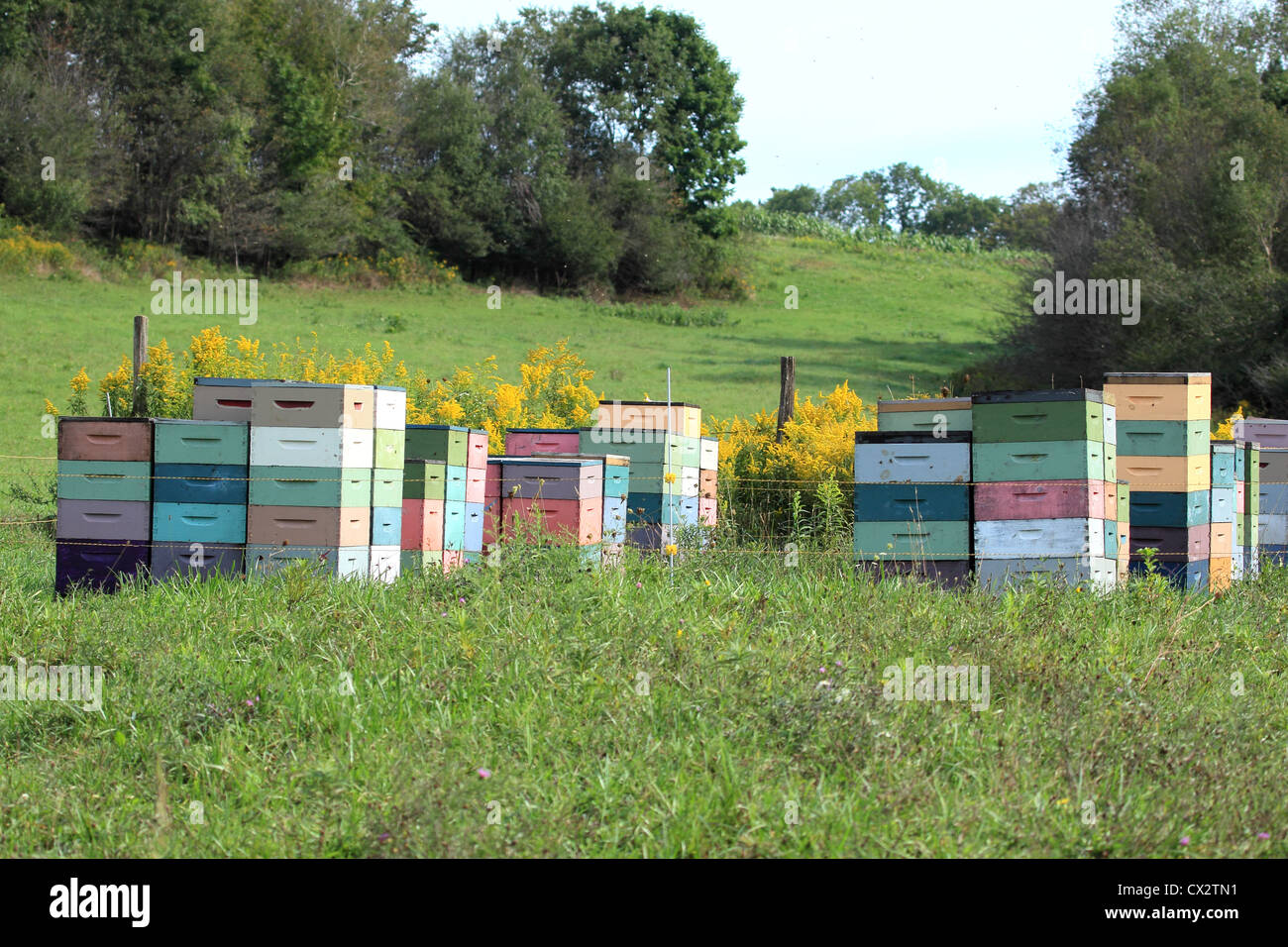 A lot of colorful beehives protected by an electric fence Stock Photo ...
