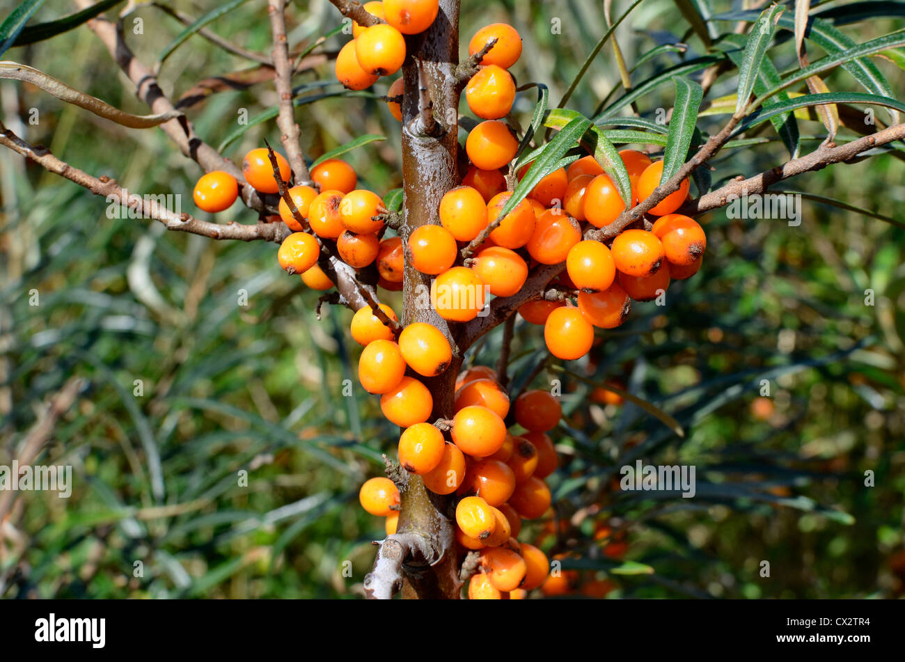The edible yellow-orange fruits of Sea Buckthorn [Hippophae rhamnoides ...