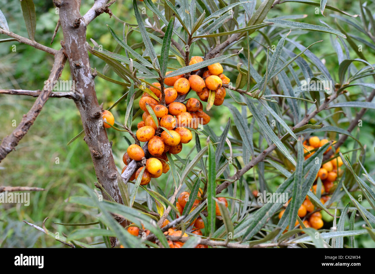 The edible yellow-orange fruits of Sea Buckthorn [Hippophae rhamnoides ...
