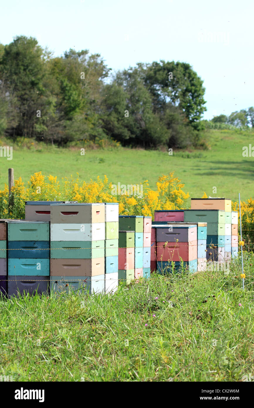 Multiple colorful beehives behind an electric fence Stock Photo - Alamy
