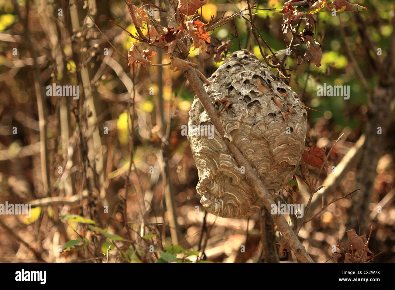 A wasp nest hangs in a tree Stock Photo - Alamy
