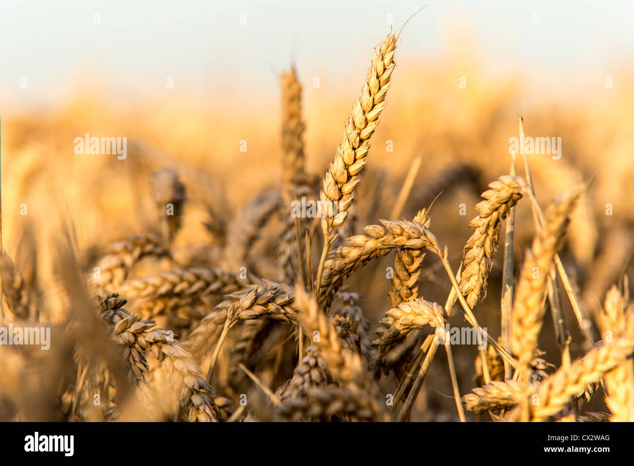 Golden field of wheat against a blue sky Stock Photo - Alamy