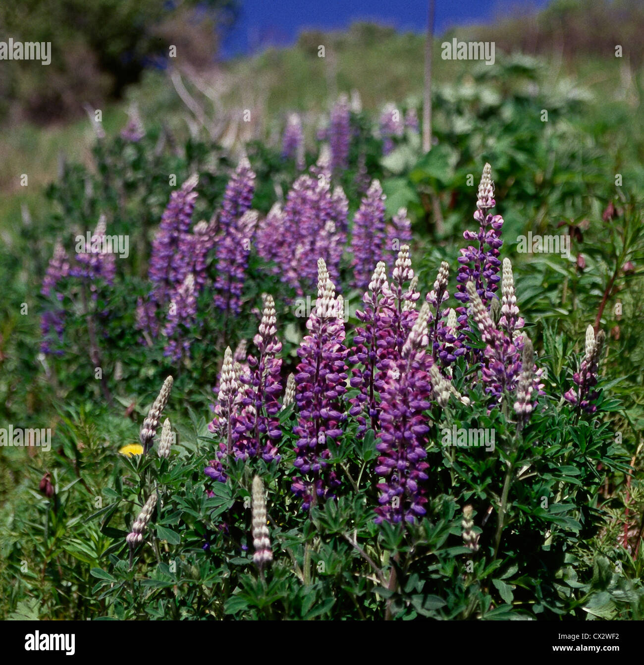 Purple lupines in Alaska Stock Photo - Alamy