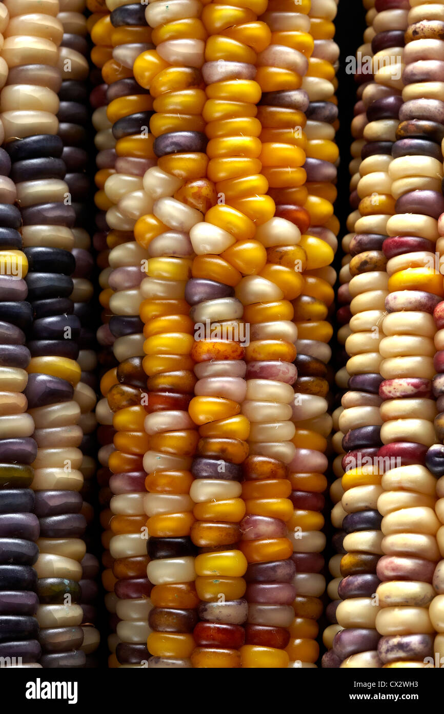 Corn indian corn hi-res stock photography and images - Alamy