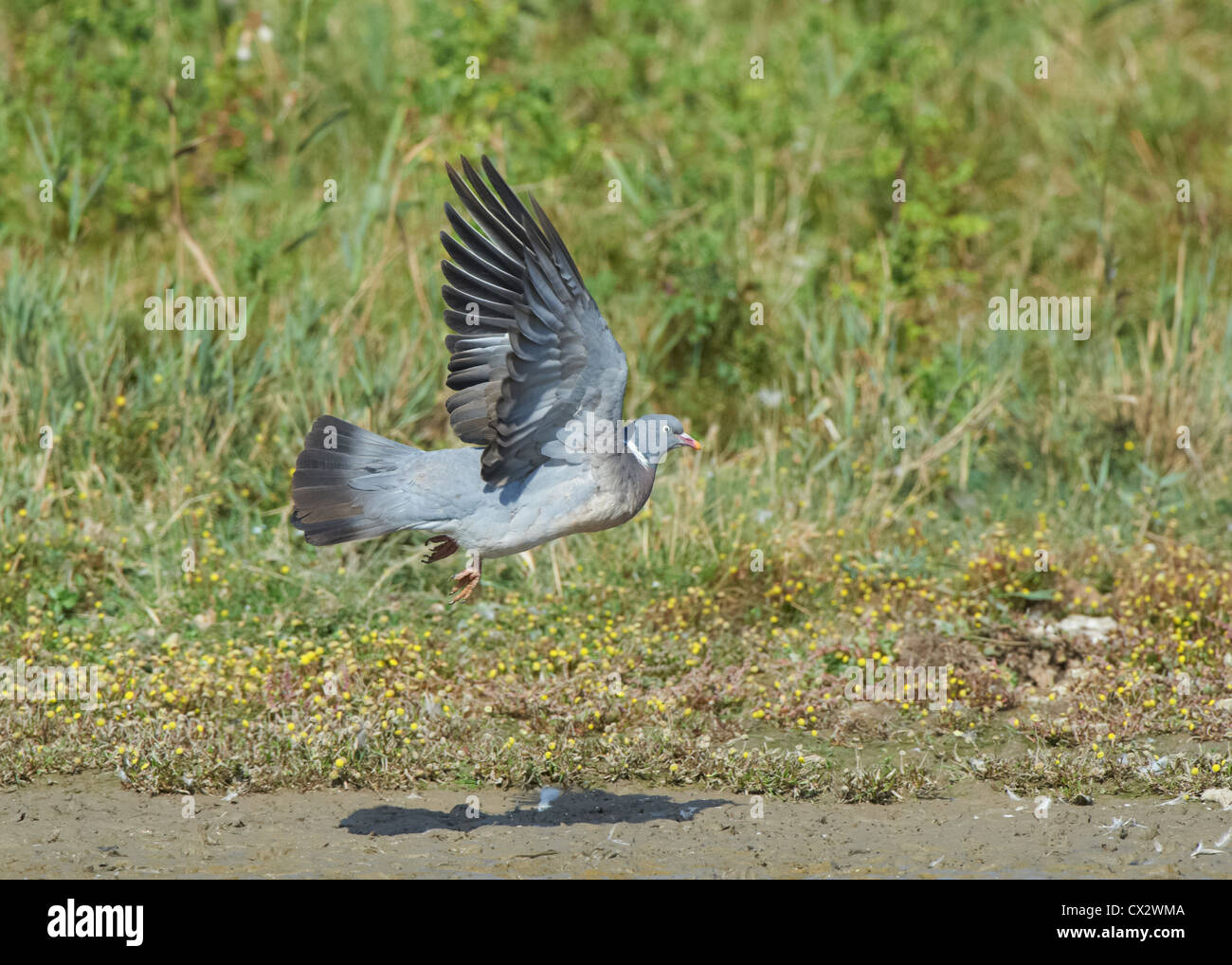 Wood Pigeon in flight Stock Photo - Alamy