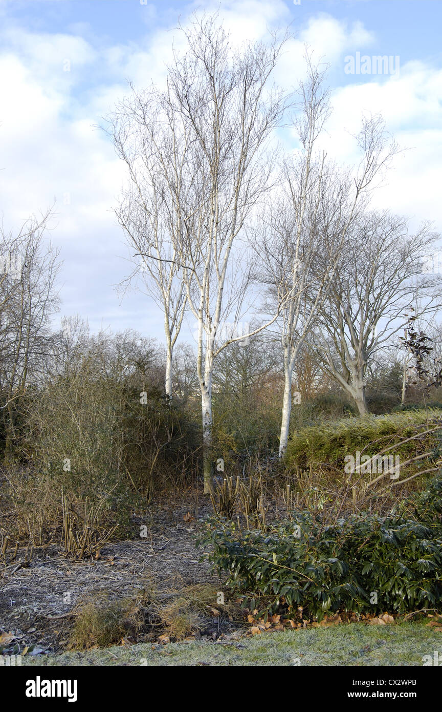 Birch trees and bushes surrounded by light ground frost Stock Photo - Alamy