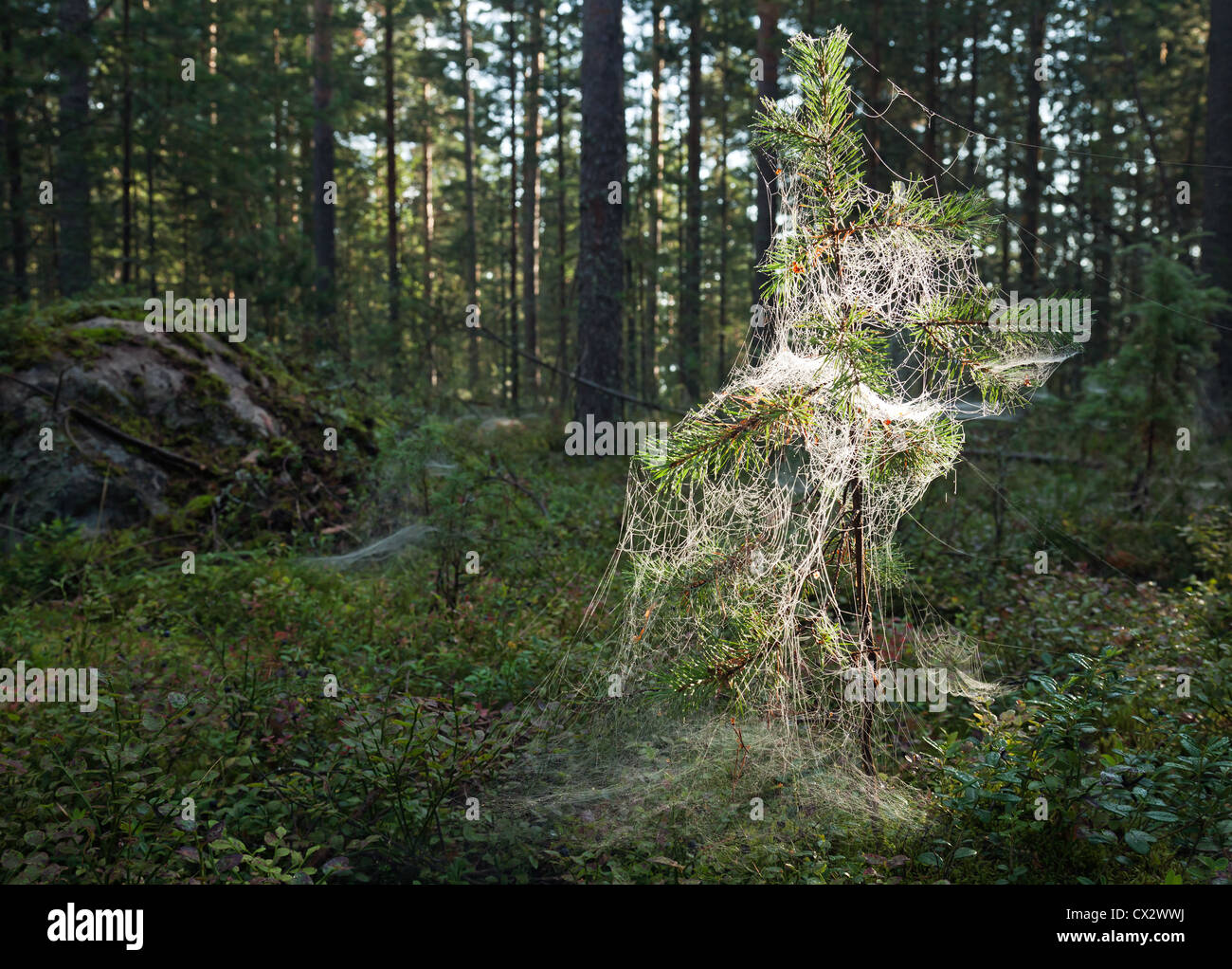 Little pine tree catch in a cobweb Stock Photo - Alamy