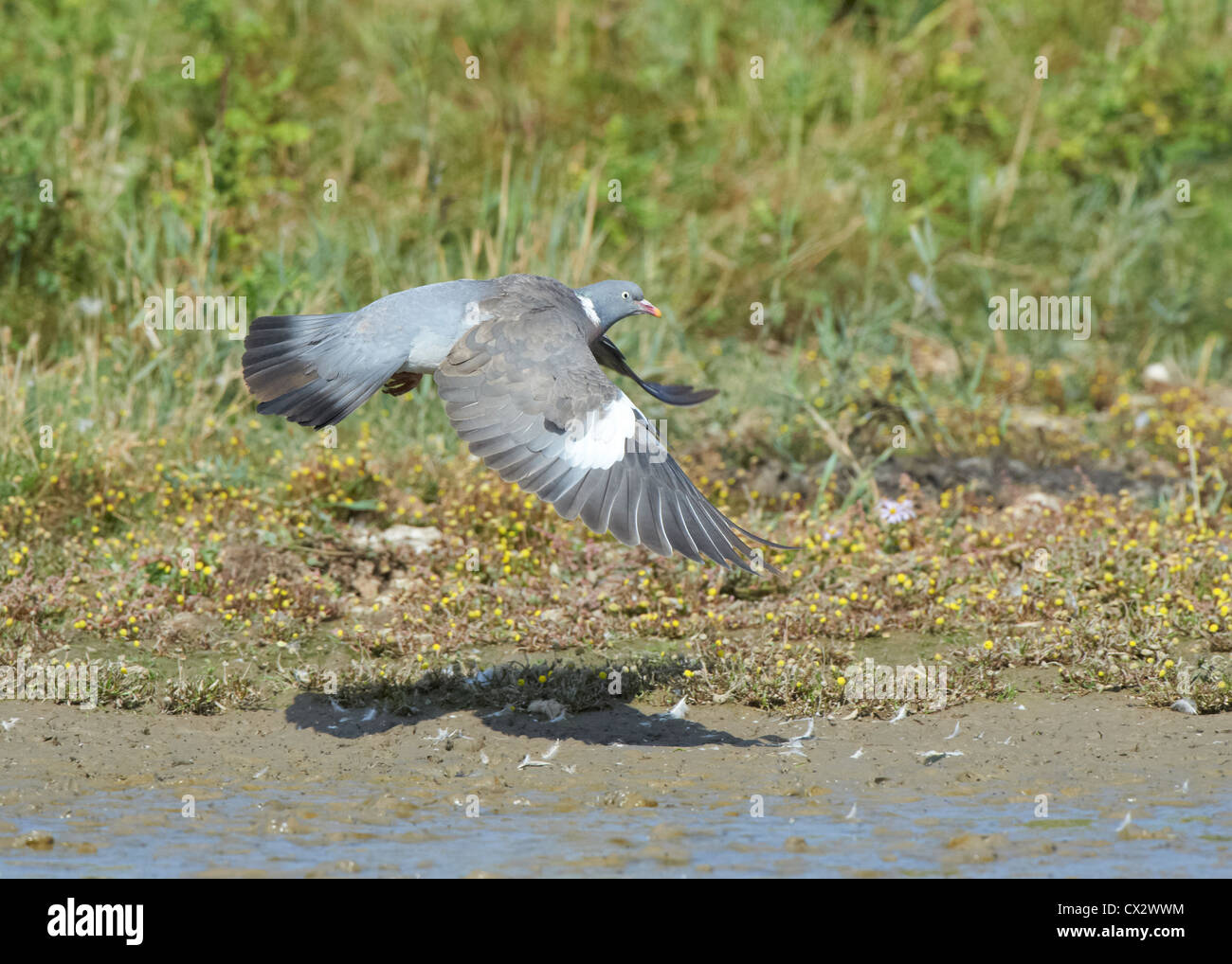Wood Pigeon in flight Stock Photo - Alamy