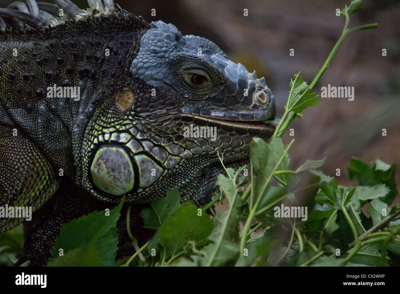Iguana eating hi-res stock photography and images - Alamy