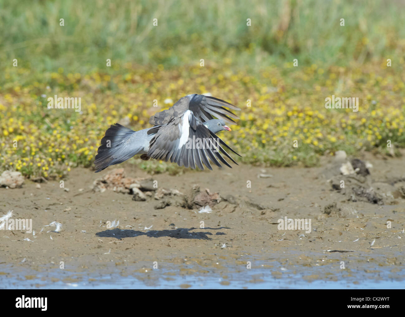 Wood Pigeon in flight Stock Photo - Alamy