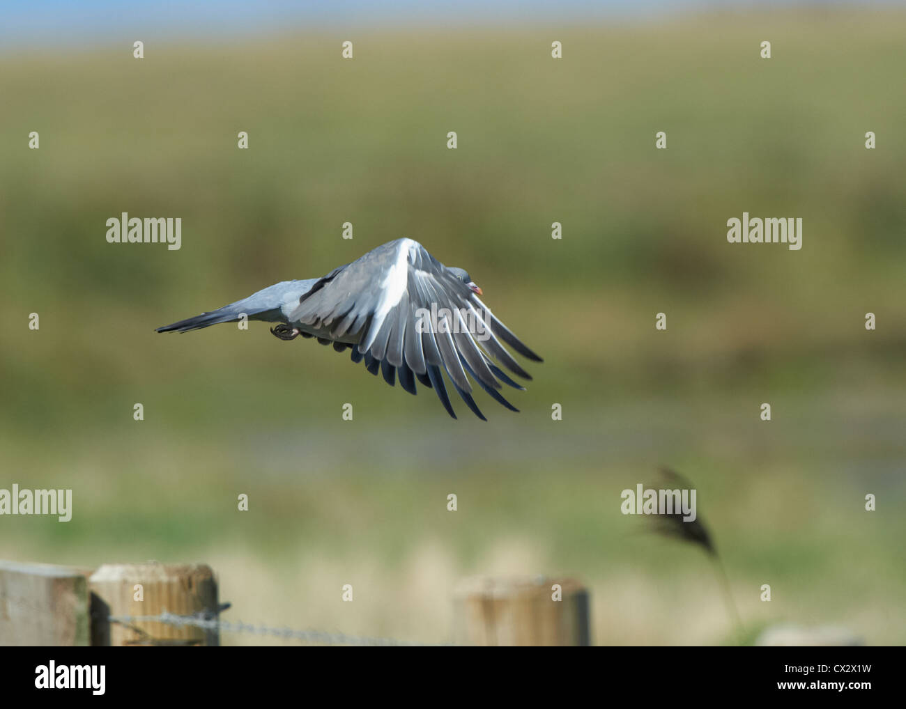 Wood Pigeon in flight Stock Photo - Alamy