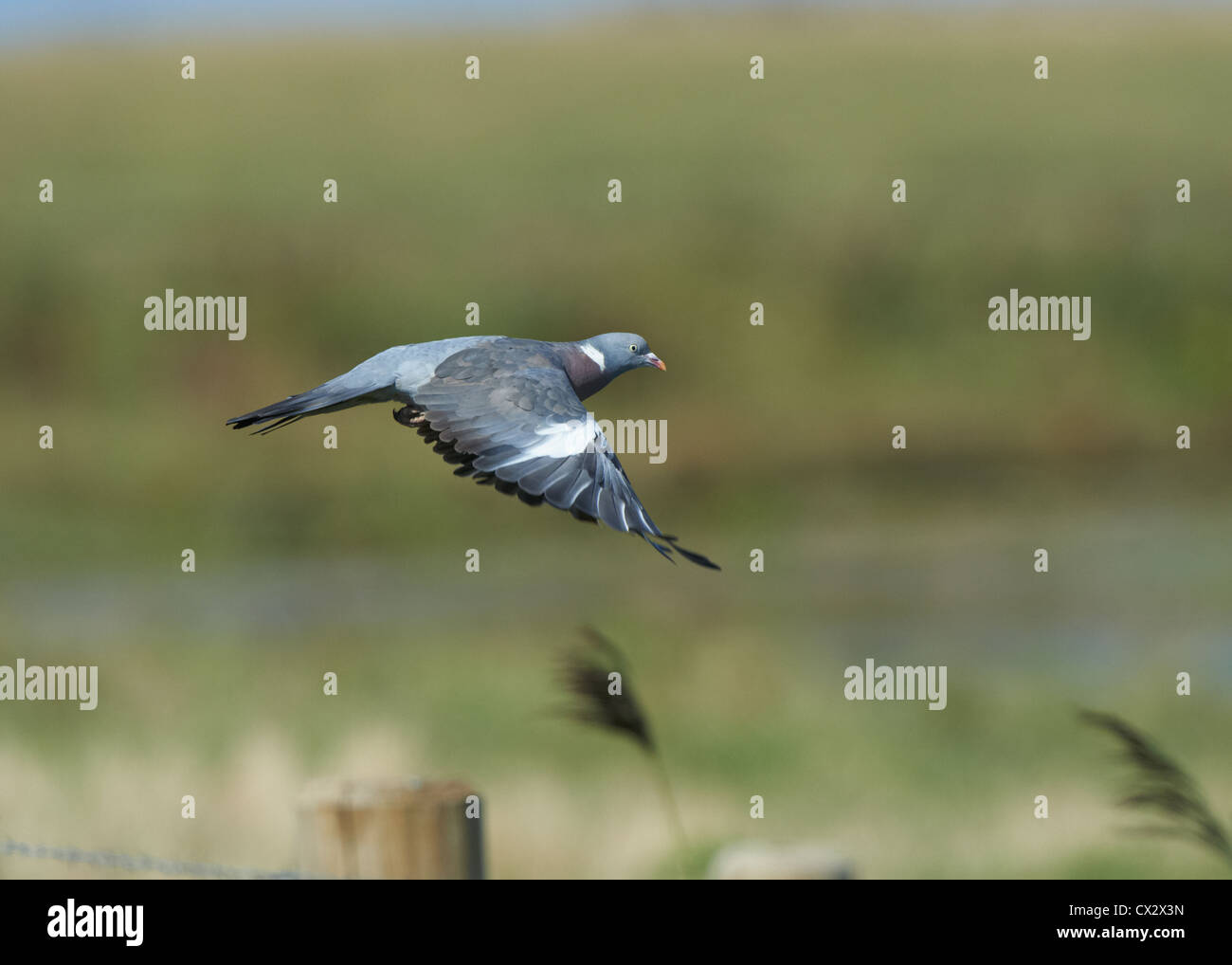 Wood Pigeon in flight Stock Photo - Alamy