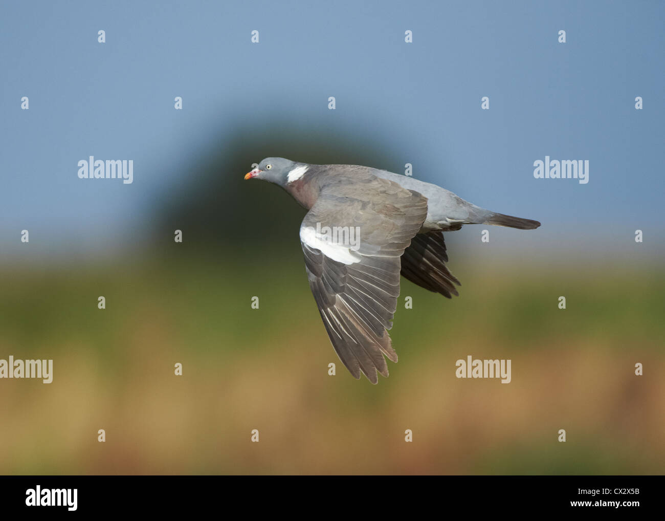 Wood Pigeon in flight Stock Photo - Alamy