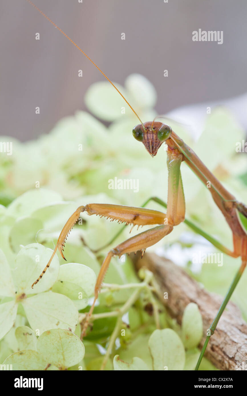 A Praying Mantis outdoors on a plant Stock Photo - Alamy