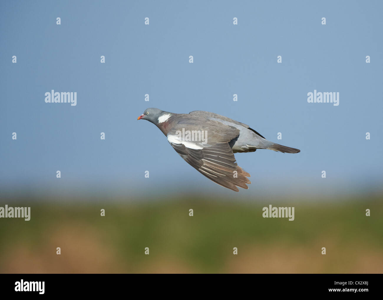 Wood Pigeon in flight Stock Photo - Alamy