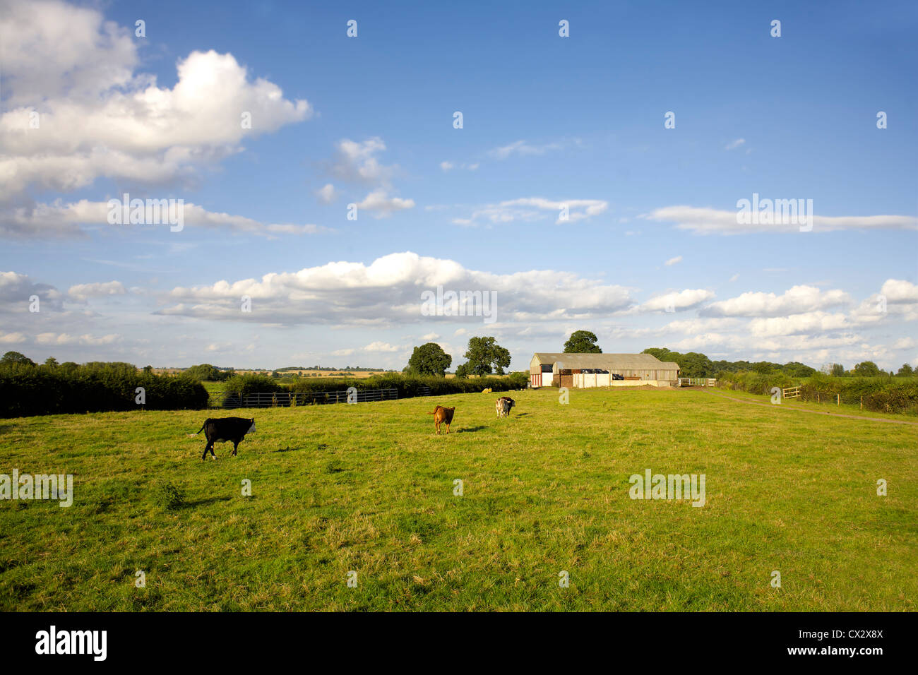 Farmland Near Tamworth Staffordshire England UK GB English British Pasture Pastureland farmland-near-tamworth-staffordshire-england-uk-gb-english-british-pasture-pastureland