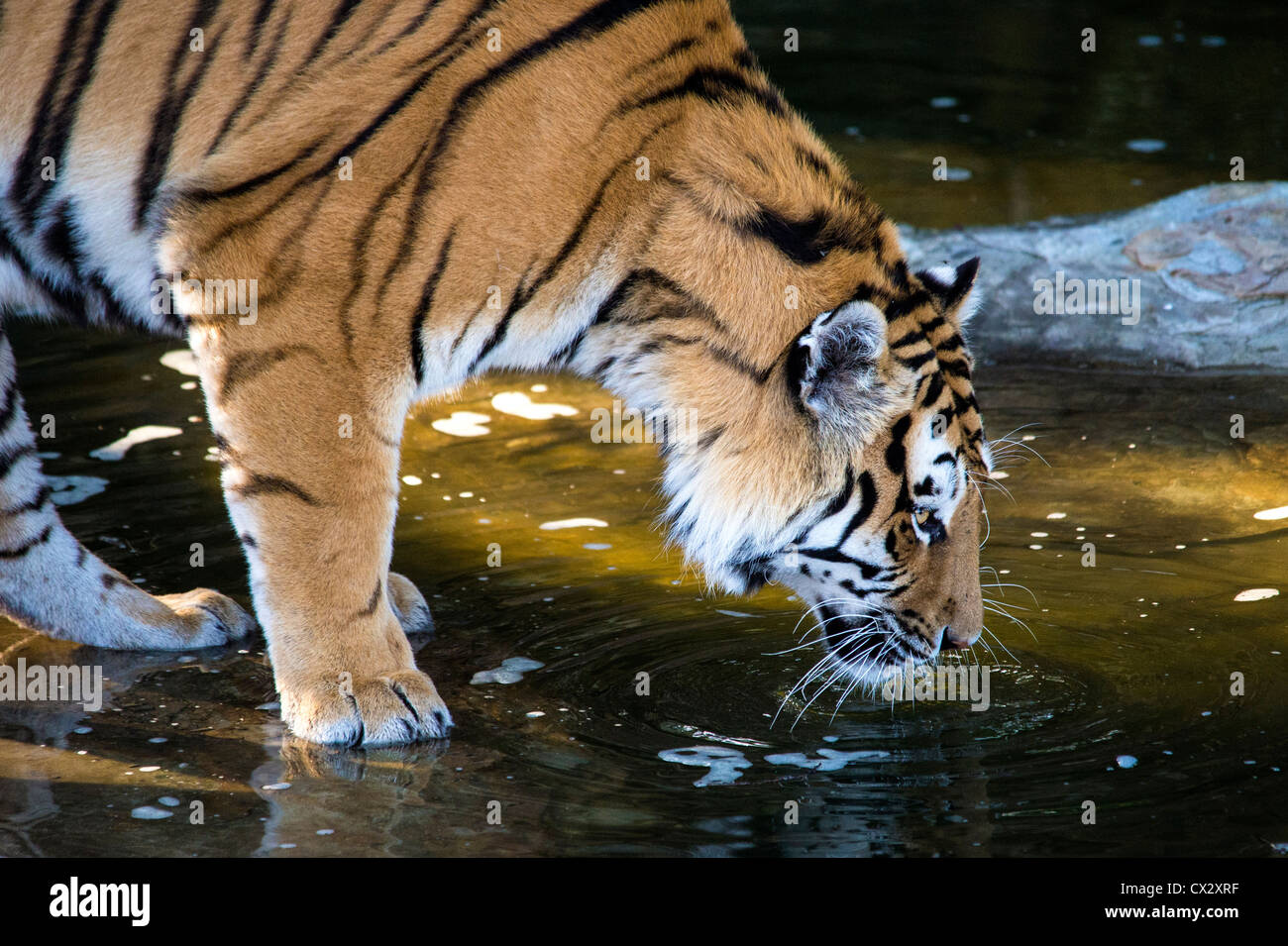 Siberian tiger drinking from a dark pool Stock Photo - Alamy