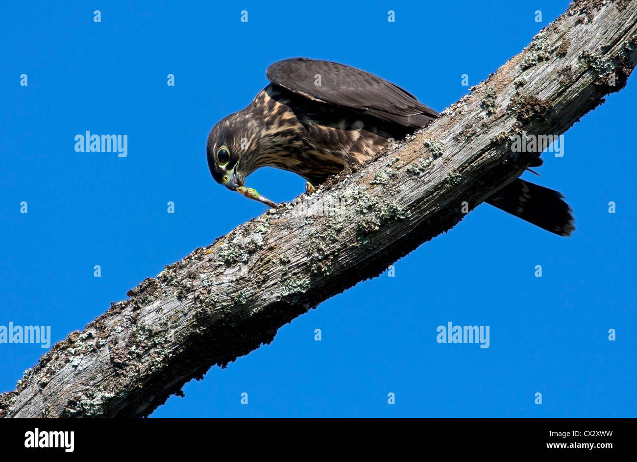 Merlin (Falco columbarius) eating a dragonfly on a branch at Buttertubs ...
