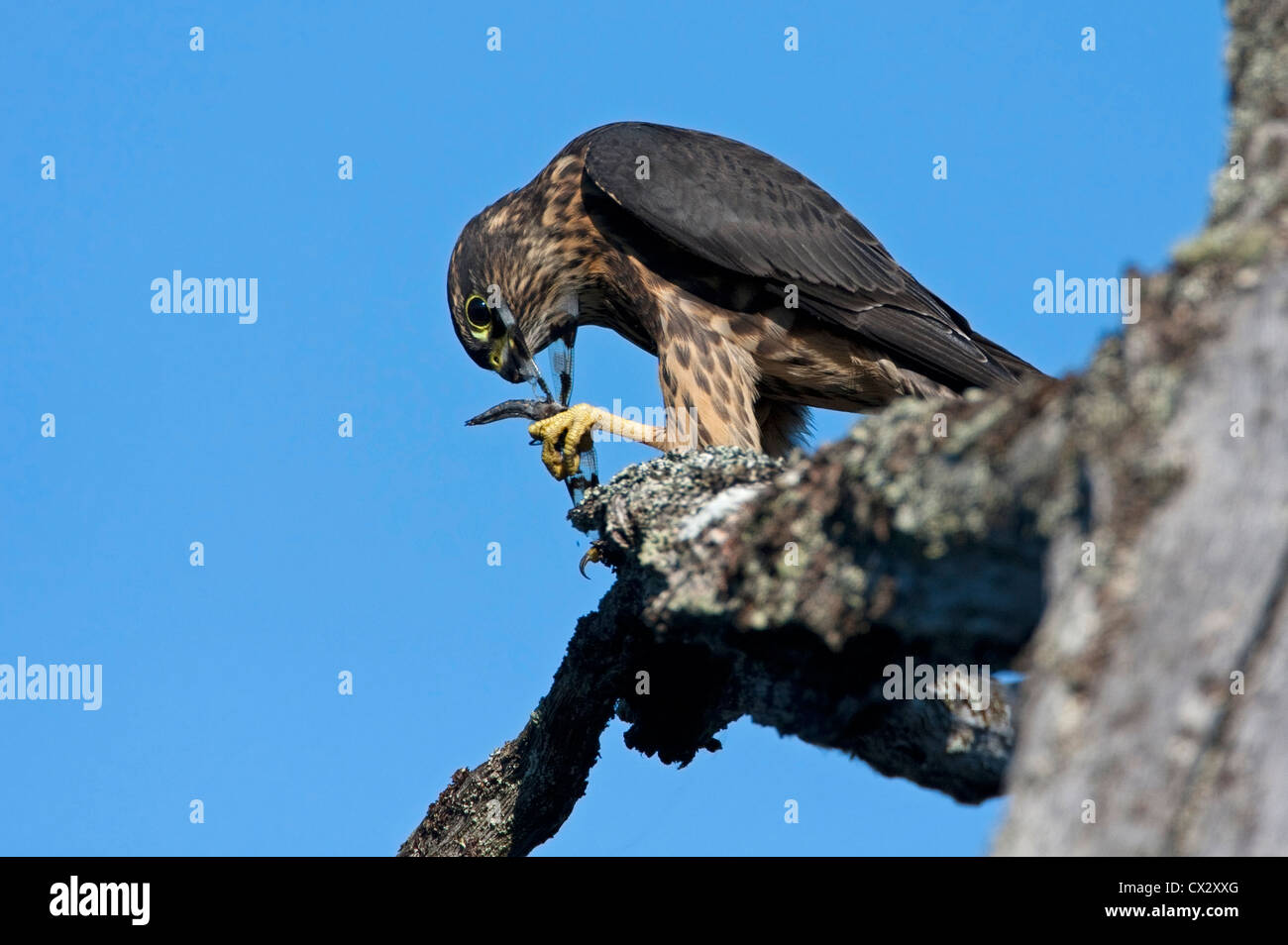 Merlin (Falco columbarius) eating a dragonfly on a branch at Buttertubs ...