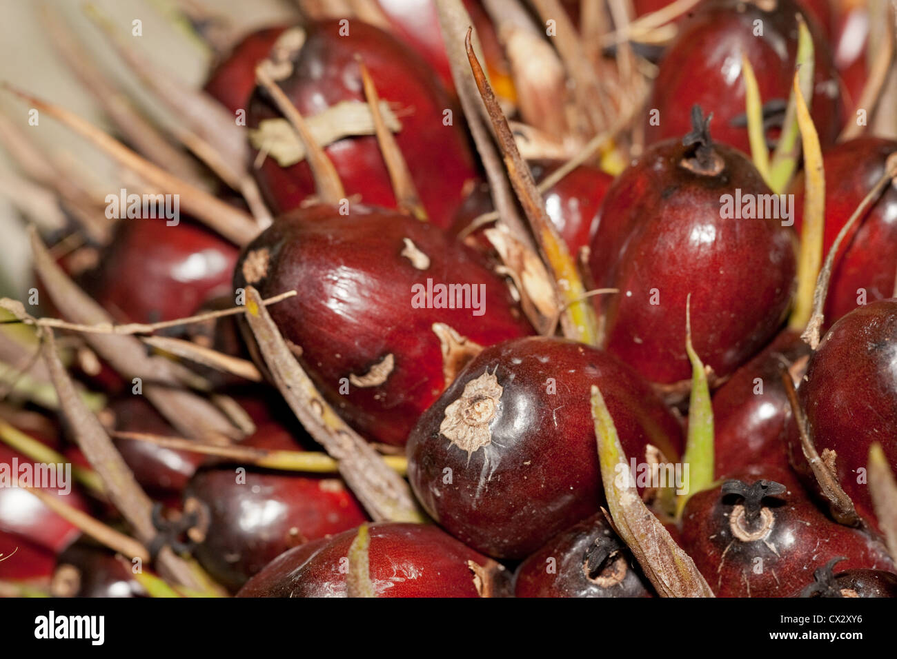 Close up of oil palm fruit in Sabah, Borneo Stock Photo - Alamy