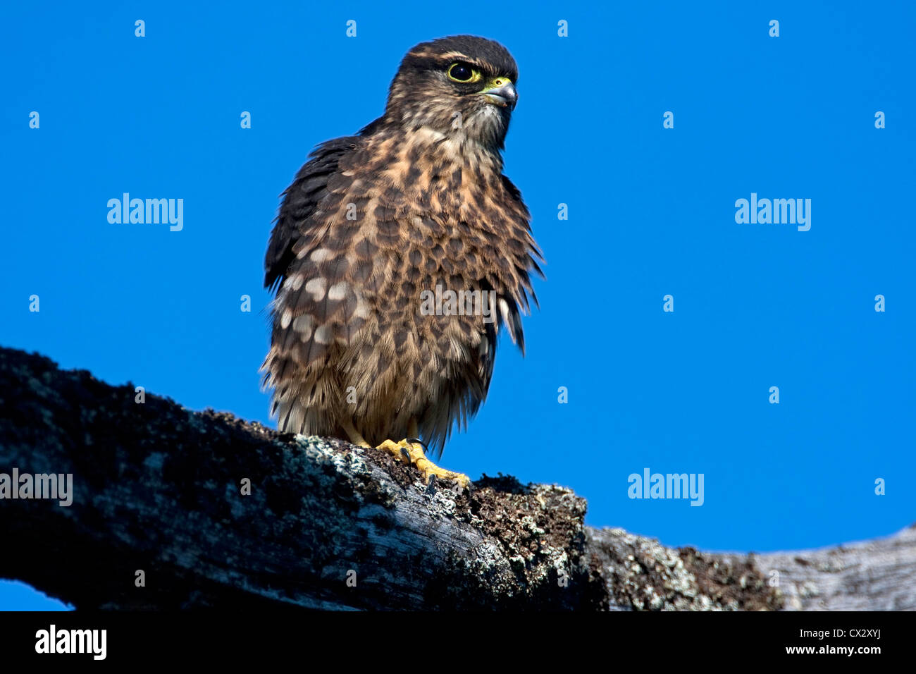 Merlin (Falco columbarius) with ruffled feathers perched on a branch at ...