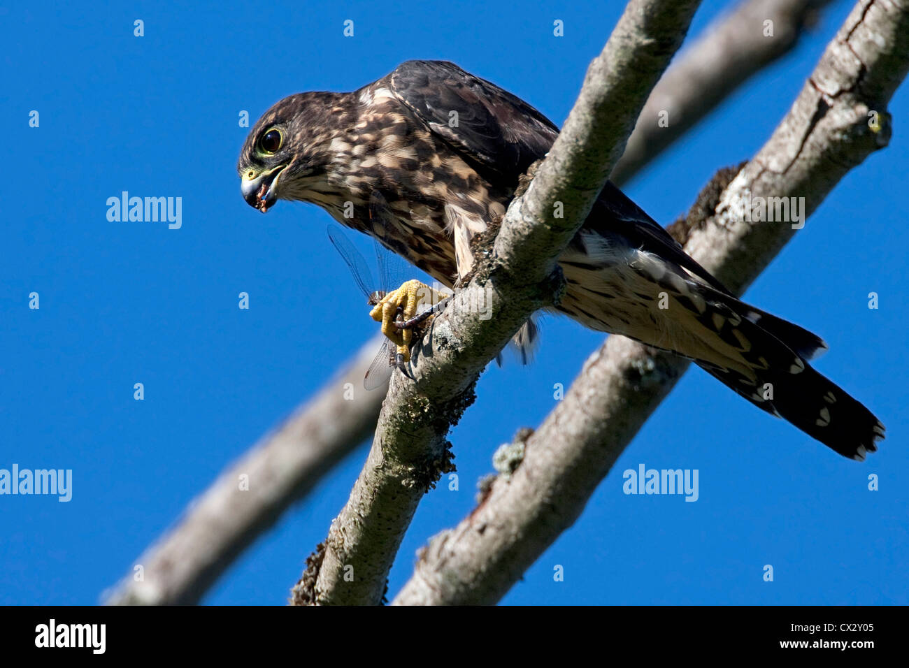 Merlin (Falco columbarius) eating a dragonfly on a branch at Buttertubs ...